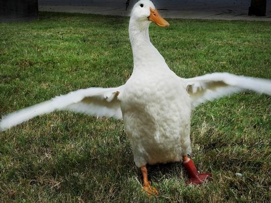 Disabled Duck Gets 3-D Printed Foot — EnvironMolds
